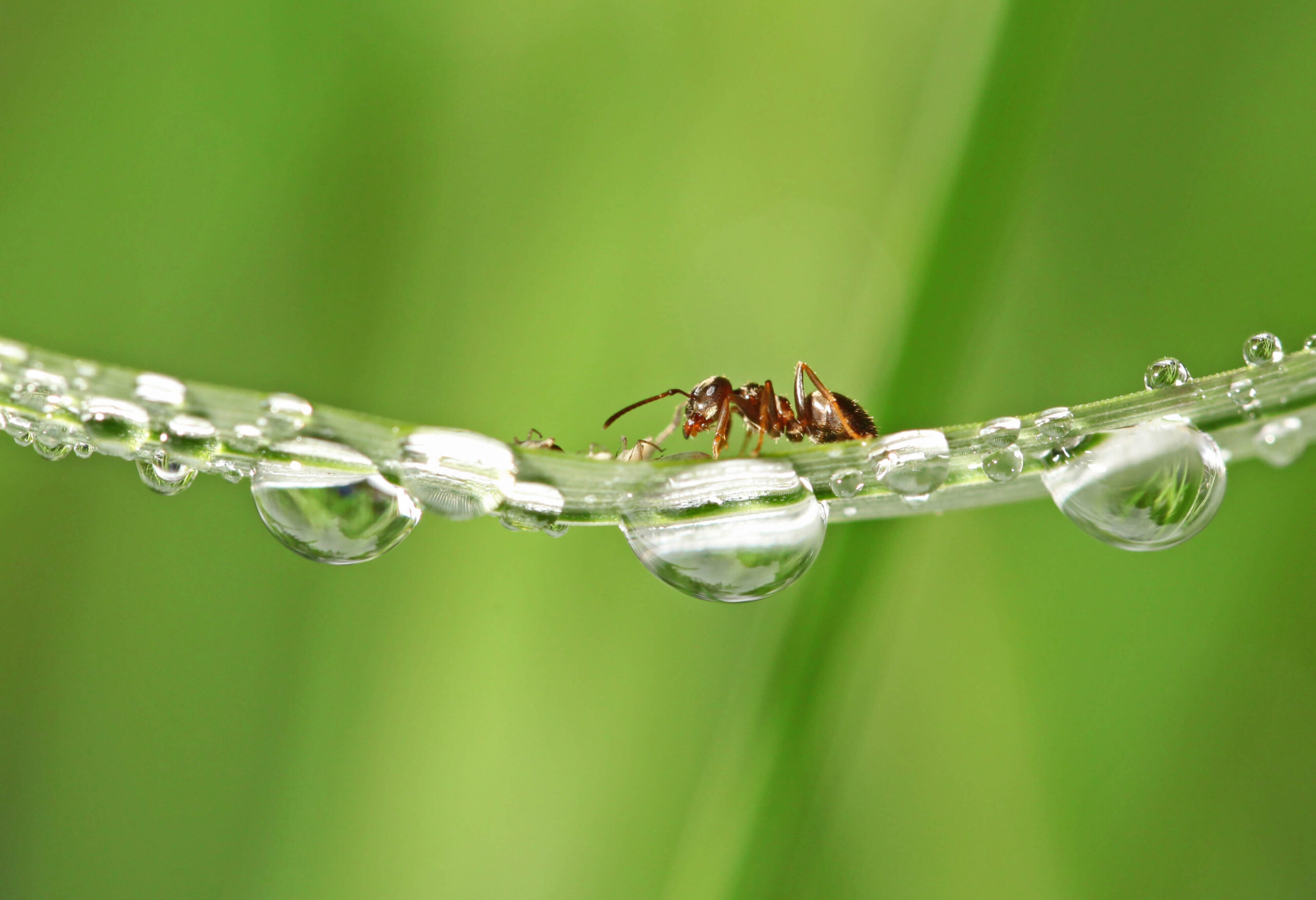Rainy Day Pests and How to Eliminate Them - Bug House Pest Control