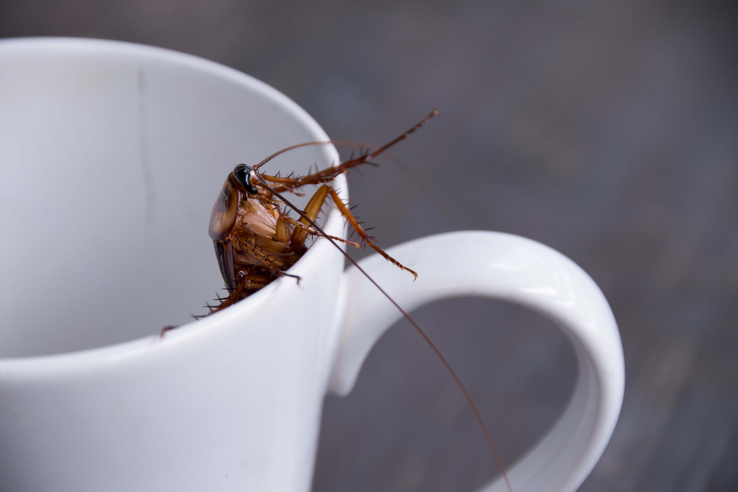 4 Tips for Getting Rid of Cockroach Allergens | Bug House Pest Control