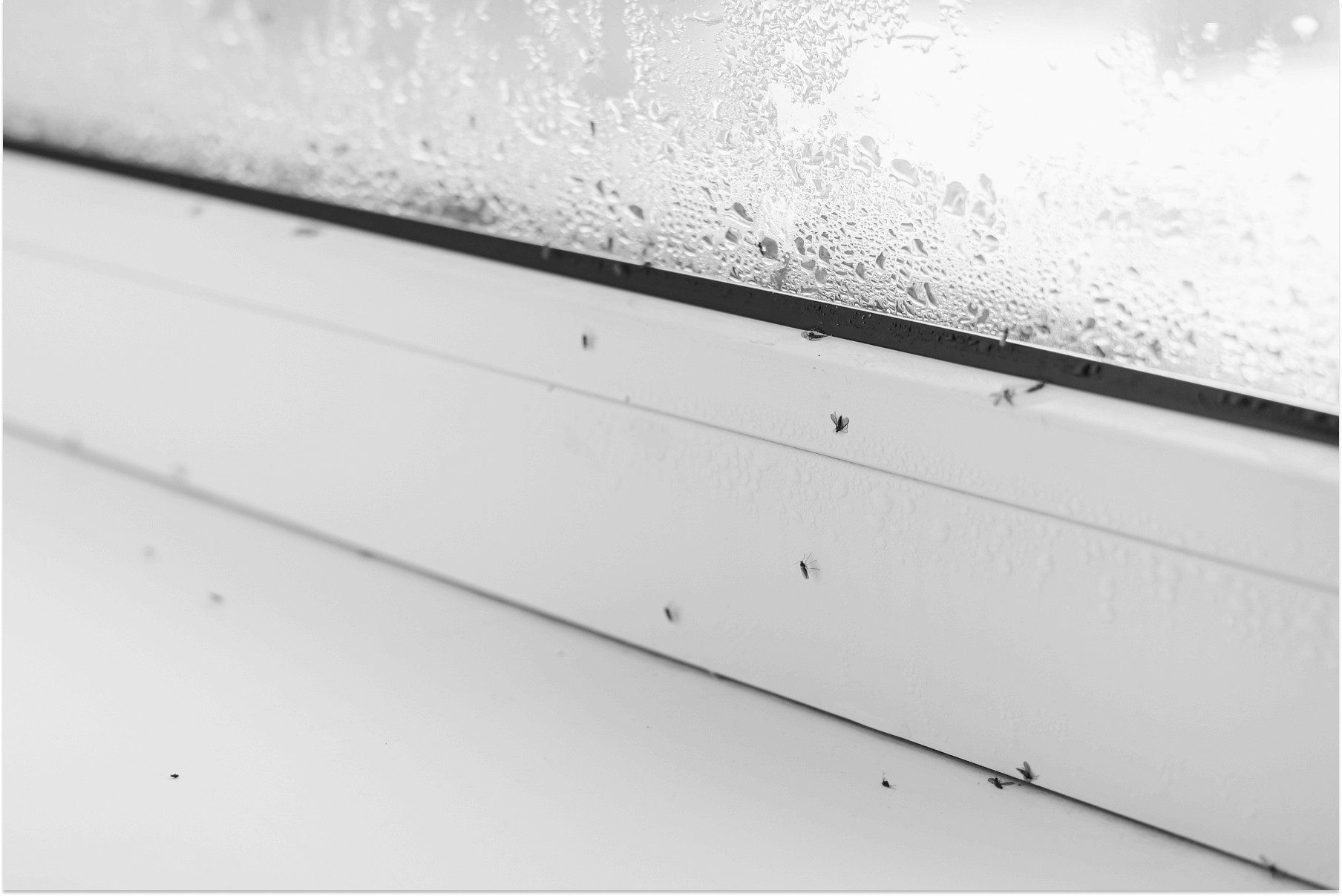 How to Get Rid of Gnats in the Bathroom - Bug House Pest Control