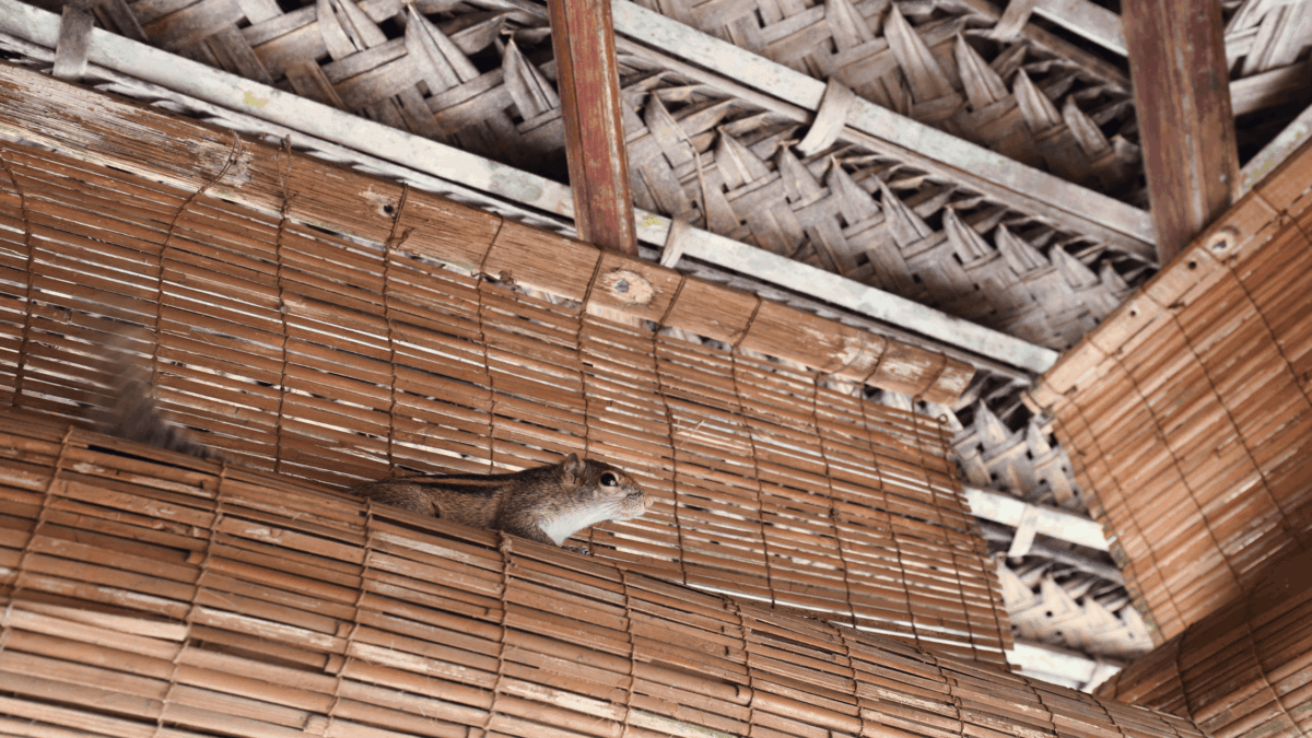 How Squirrels Can Damage Your Home: Signs to Look For - Squirrel ...